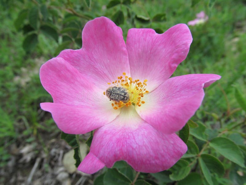 Smooth Rose with Hoverfly stock image. Image of flower - 305089781