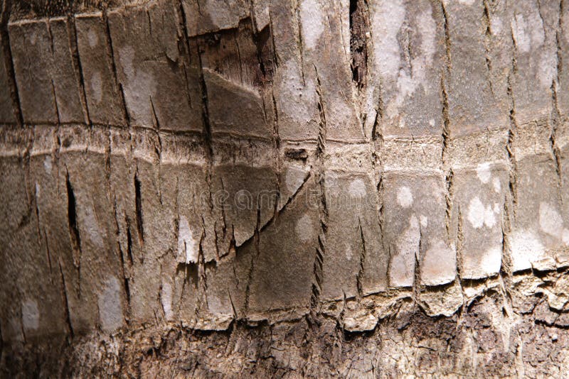 Smooth and Rough Texture of Palm Tree Trunk Stock Photo - Image of ...