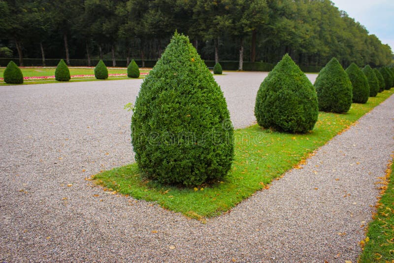Smooth Rows of Cone-shaped Green Bushes in a Public Park Stock Image ...