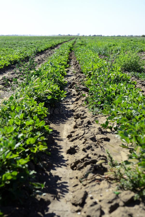 Irrigation System on the Field of Flowering Peanuts Stock Photo - Image ...