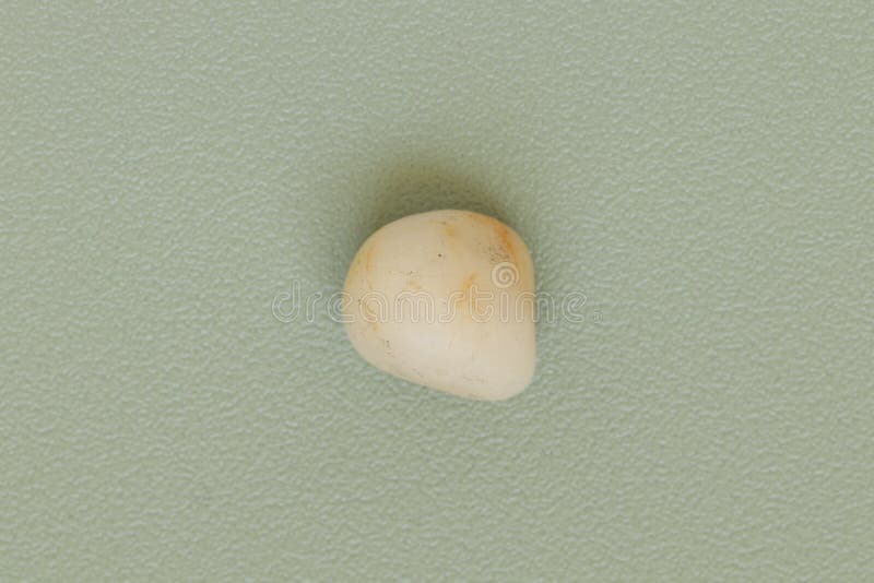 Smooth Sea Pebble on a Green Background. Stock Image - Image of white ...