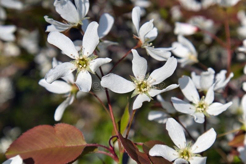 Smooth Serviceberry, Amelanchier Laevis Flowers Stock Image - Image of ...
