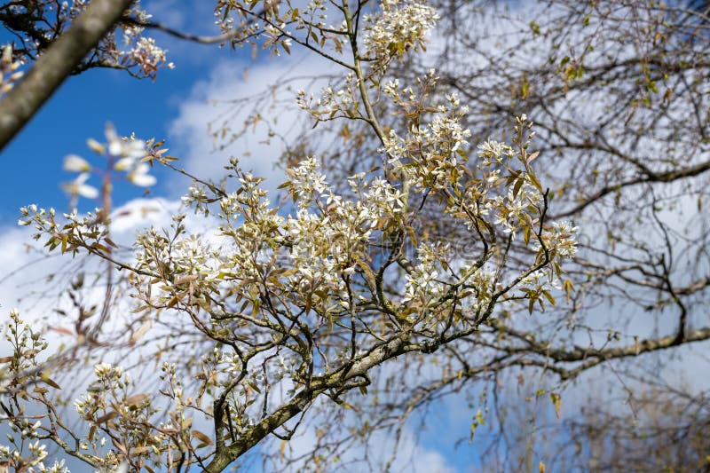Smooth Serviceberry (amelanchier Laevis) Flowers Stock Image - Image of ...