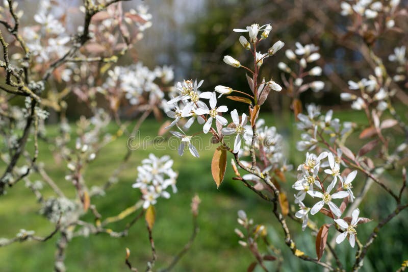 Smooth Serviceberry (amelanchier Laevis) Flowers Stock Image - Image of ...