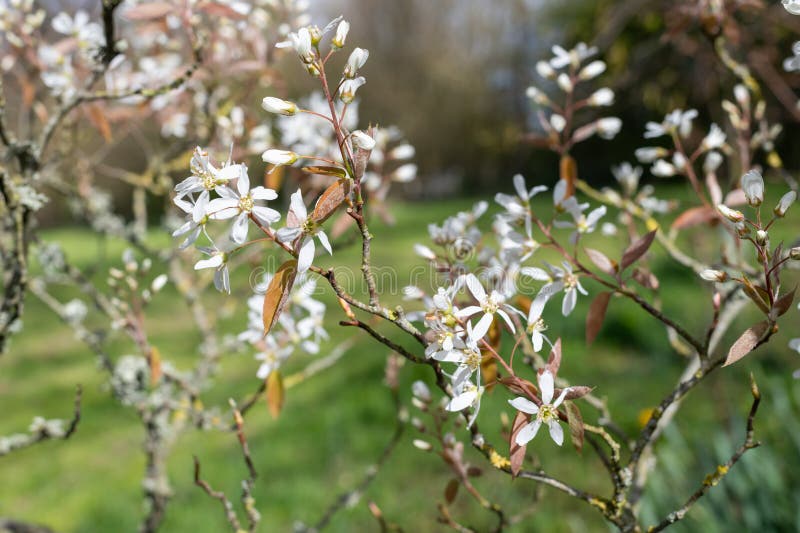 Smooth Serviceberry (amelanchier Laevis) Flowers Stock Image - Image of ...