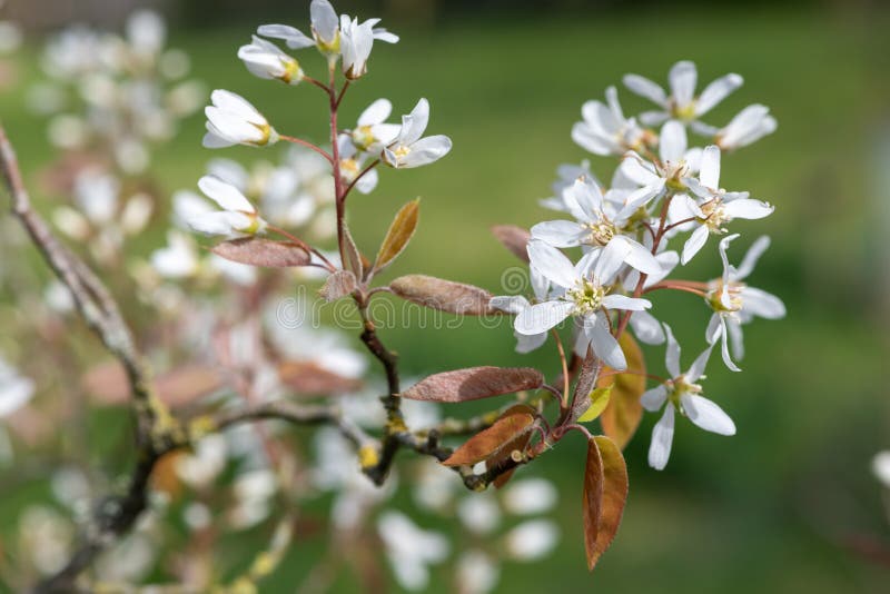 Smooth Serviceberry (amelanchier Laevis) Flowers Stock Photo - Image of ...