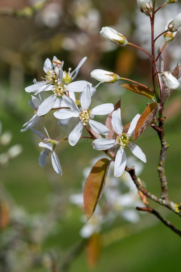 Smooth Serviceberry (amelanchier Laevis) Flowers Stock Image - Image of ...