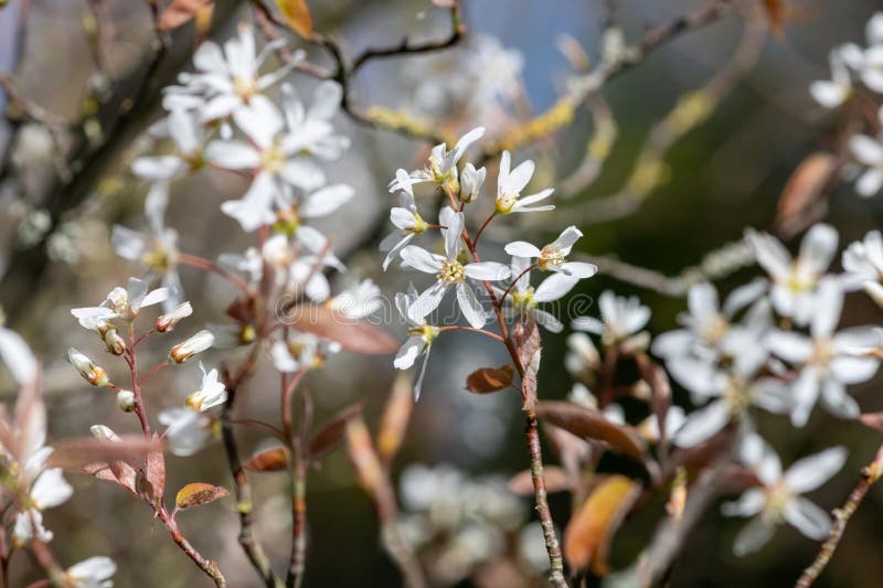 Smooth Serviceberry (amelanchier Laevis) Flowers Stock Photo - Image of ...