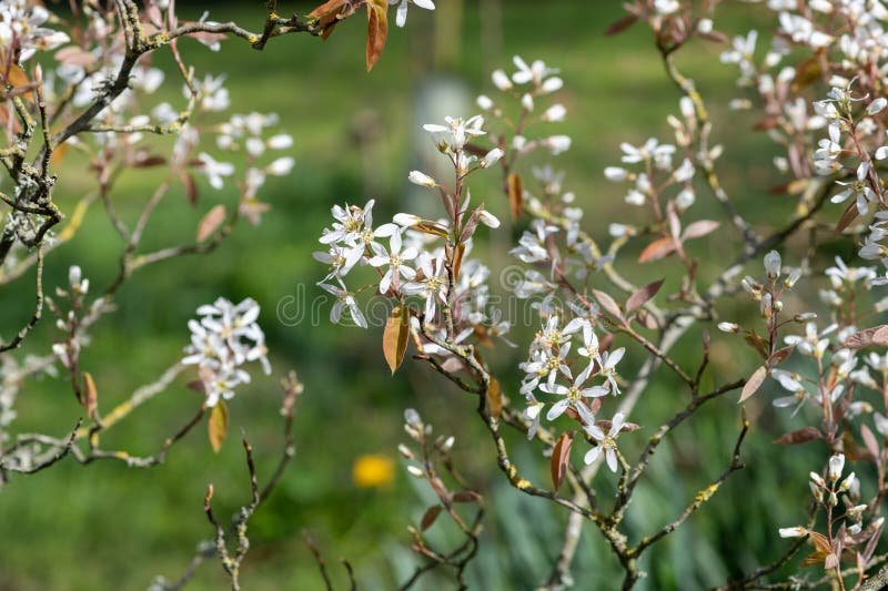 Smooth Serviceberry (amelanchier Laevis) Flowers Stock Image - Image of ...