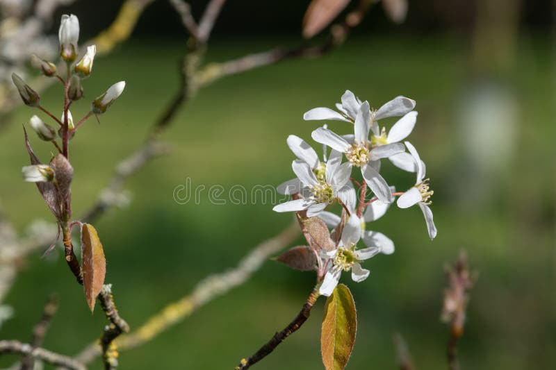 Smooth Serviceberry (amelanchier Laevis) Flowers Stock Photo - Image of ...