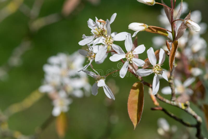Smooth Serviceberry (amelanchier Laevis) Flowers Stock Photo - Image of ...