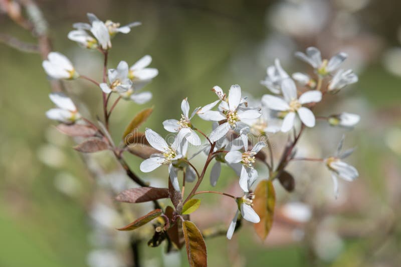 Smooth Serviceberry (amelanchier Laevis) Flowers Stock Image - Image of ...