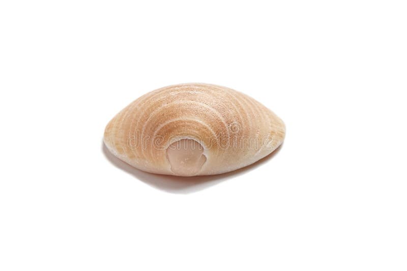 Smooth Shell among Sea Stones Stock Image - Image of beauty, small ...