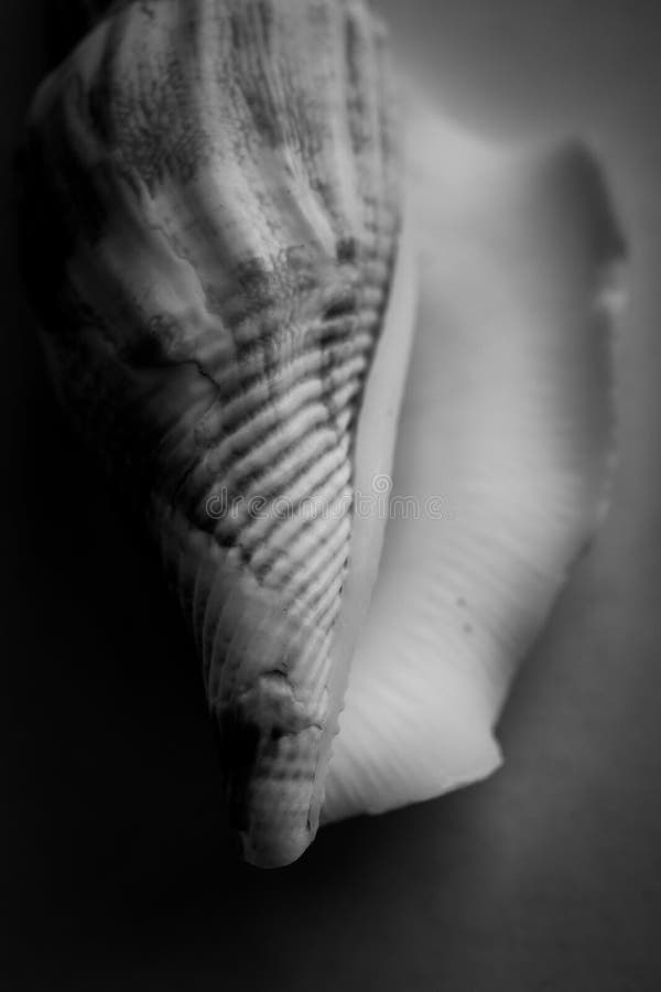 Smooth Shell stock image. Image of home, travel, ocean - 33454269