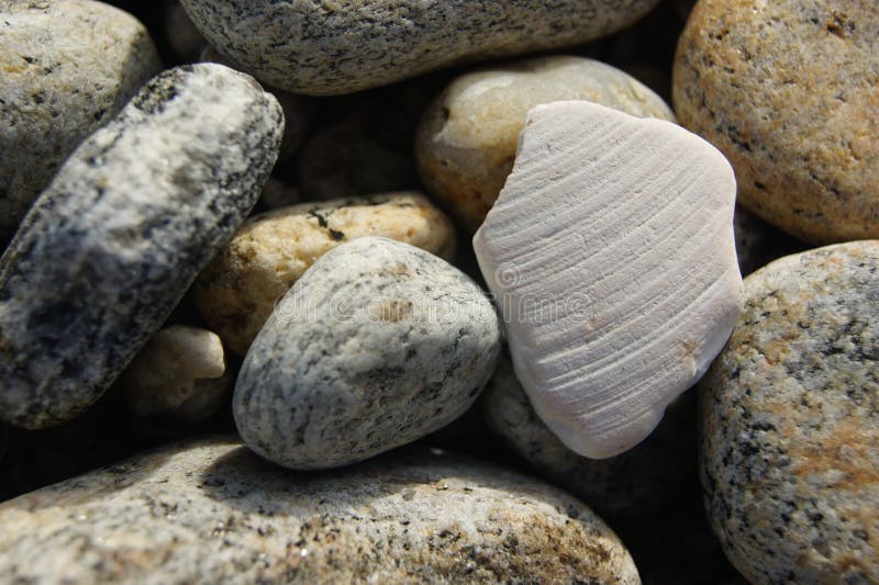 Smooth Shell among Sea Stones Stock Image - Image of beauty, small ...