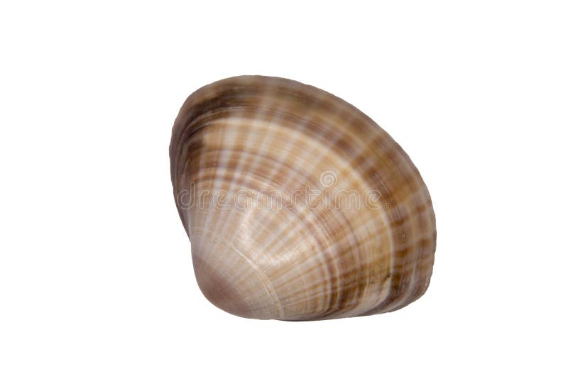 Smooth Shell stock image. Image of home, travel, ocean - 33454269