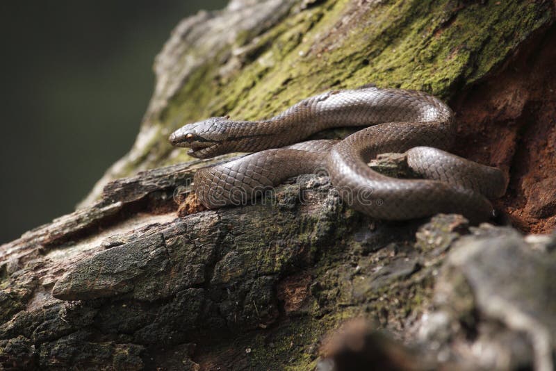 Smooth snake stock photo. Image of coronella, forest, colubrid - 4255088