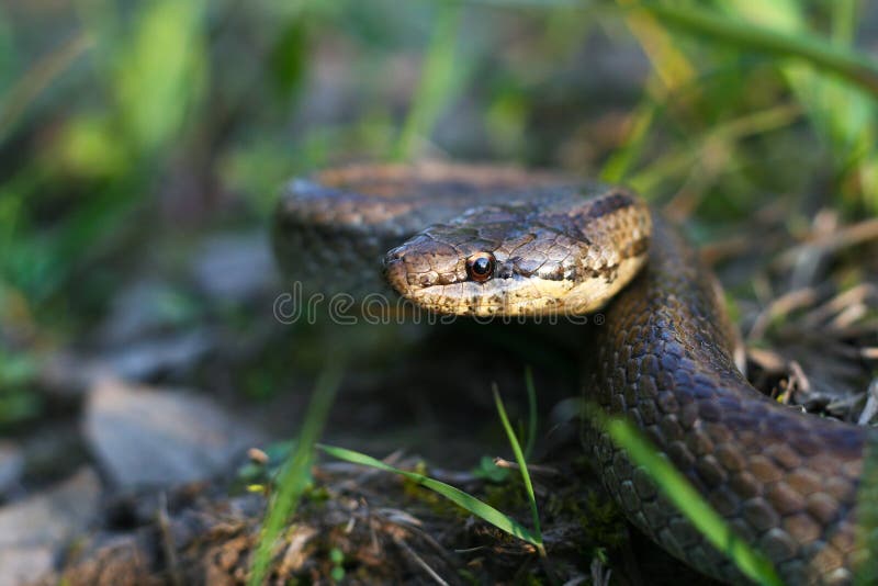 Smooth Snakes Entwine Tree Branch. Stock Image - Image of coronella ...