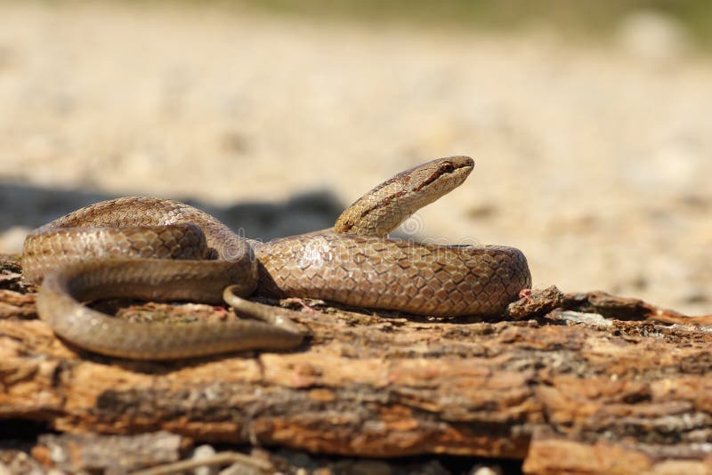 Smooth Snake Basking on Tree Bark Stock Image - Image of natural ...
