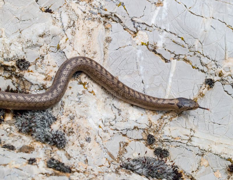 Smooth Snake, Coronella Austriaca Stock Image - Image of europe, ground ...