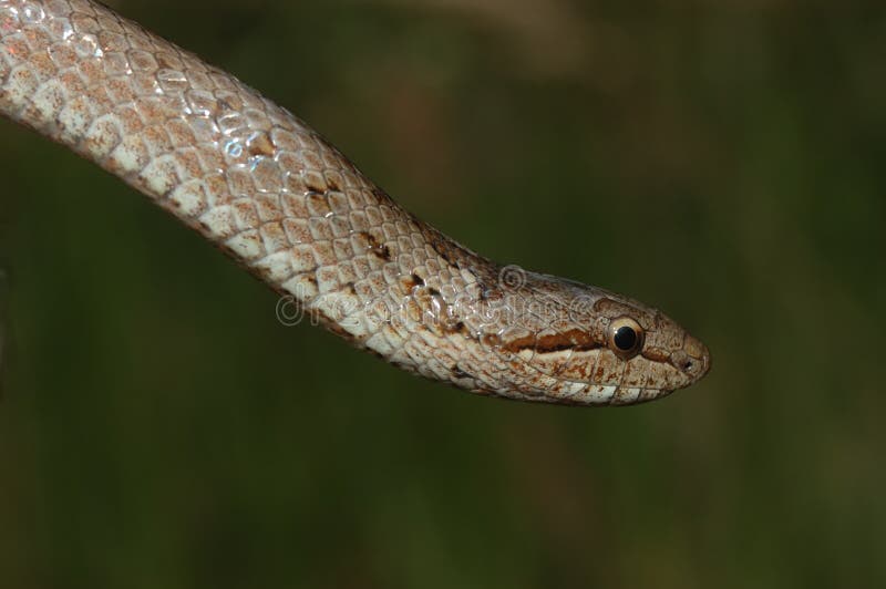 European Smooth Snake (Coronella Austriaca) Stock Image - Image of ...