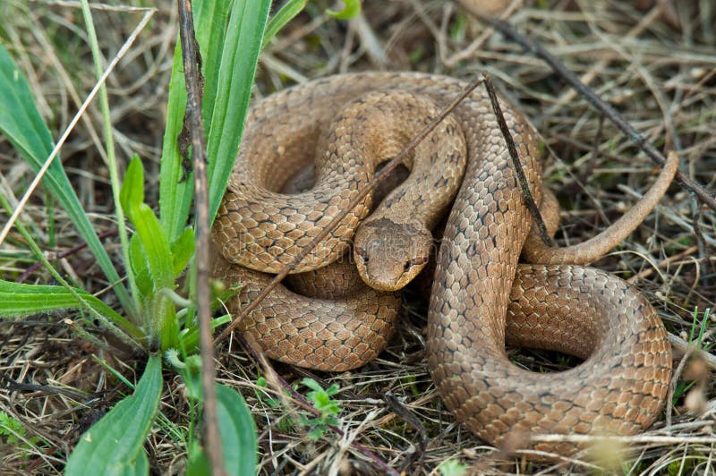 Smooth Snake Coronella Austriaca, Small Snake Crawling in the Grass ...