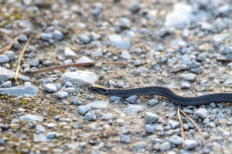 Smooth Snake, Coronella Austriaca Stock Photo - Image of snake, animal ...
