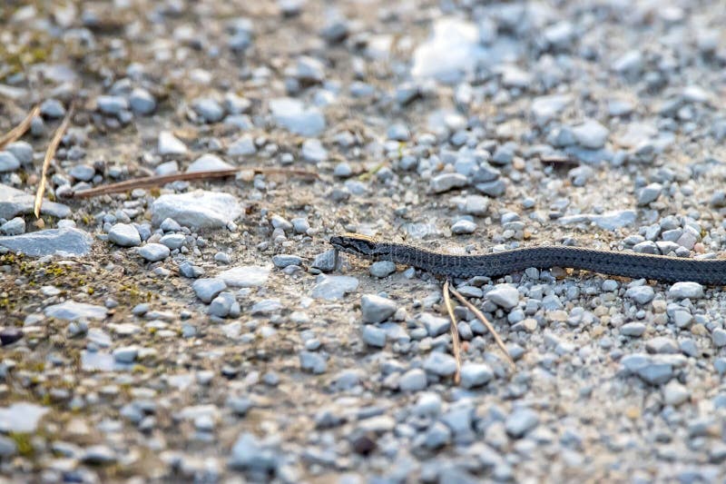 Smooth Snake, Coronella Austriaca Stock Photo - Image of grey, thin ...