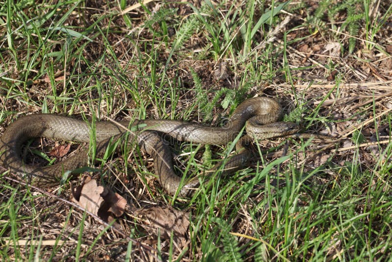 Smooth snake stock photo. Image of snake, disambiguation - 137507780