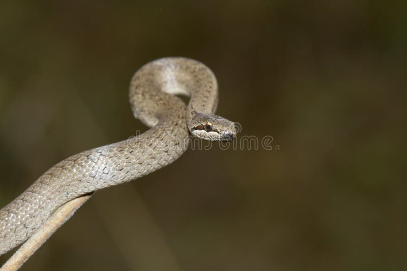 1,753 Snake Sitting Photos - Free & Royalty-Free Stock Photos from ...