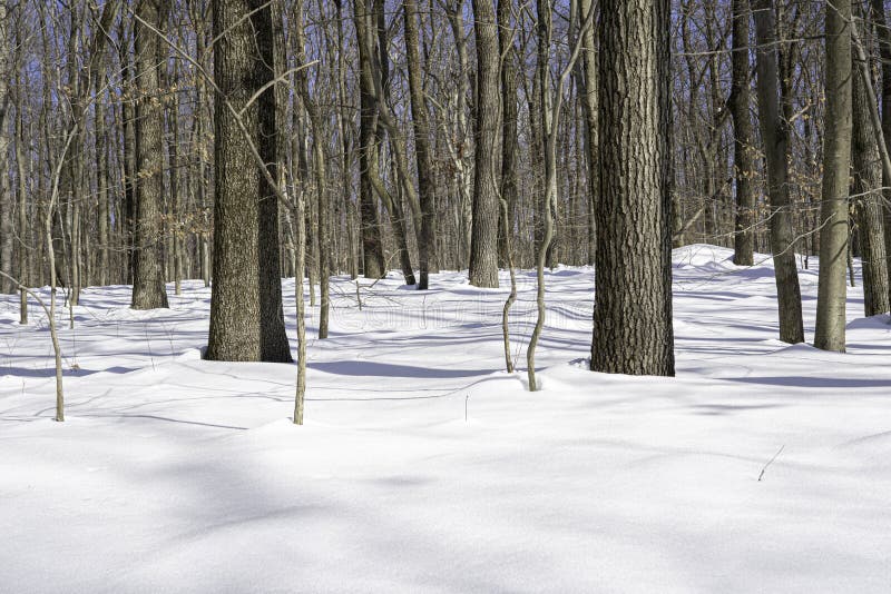 Smooth snow in a forest stock image. Image of smooth - 209729593