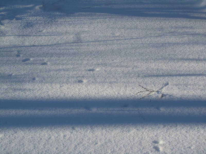 Smooth Snowy Surface with Shadows from the Trees. Winter Landscape ...