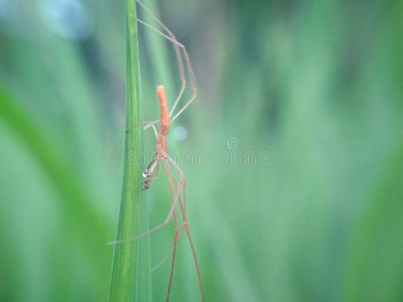 Smooth Spider on nature stock image. Image of upside - 110211351