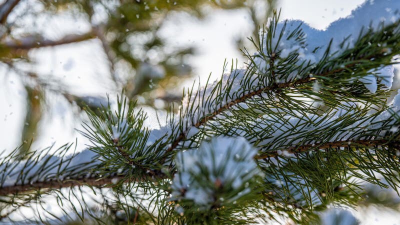 Smooth Steady Camera Shot Slides Along the Pine, Sun Flare Shining Tree ...