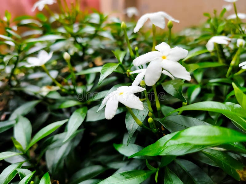 Togor or Tagar Flower Commonly Called Pinwheel Flower, Crape Jasmine ...