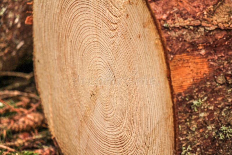 Tree rings stock photo. Image of shape, life, pattern - 119118130