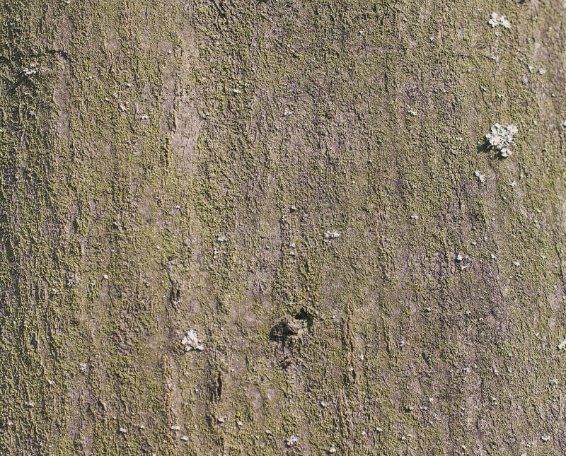 Smooth texture tree stock photo. Image of closeup, natural - 87750906