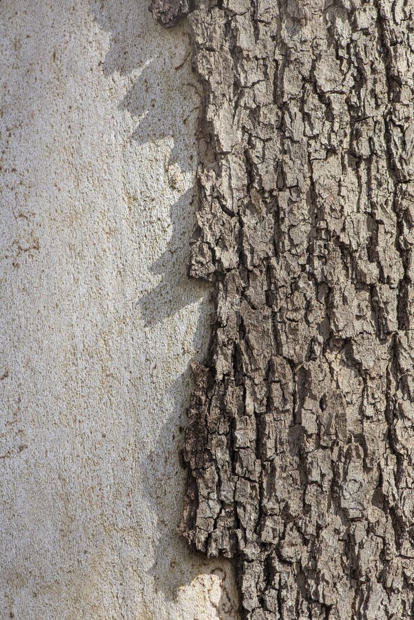 Rough Bark Remains on a Tree Stock Photo - Image of bare, covering ...