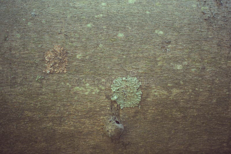 Smooth Tree Trunk Texture in Macro Stock Image - Image of environment ...