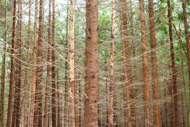 Smooth Tree Trunks in the Forest Stock Image - Image of autumn, beauty ...