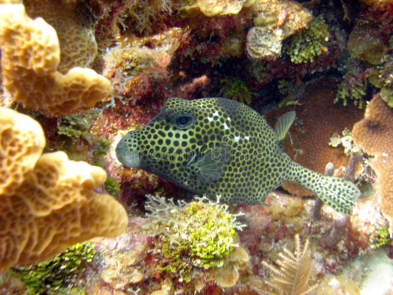 919 Cayman Fish Reef Stock Photos - Free & Royalty-Free Stock Photos ...