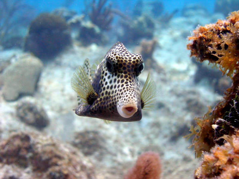 Smooth Trunk fish stock image. Image of coral, water - 16404561