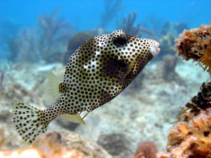 Smooth Trunk fish stock image. Image of bright, spotted - 16404795