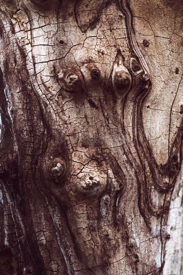 Smooth Trunk of an Old Dried Knotty Tree with Peeling Bark Close-up ...