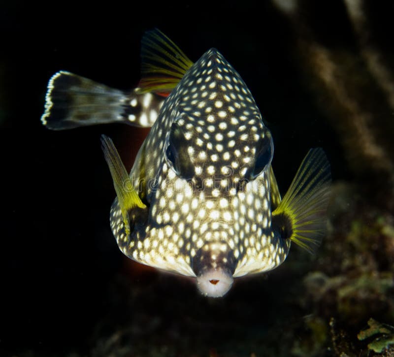 Smooth Trunkfish stock photo. Image of underwater, coral - 14991874