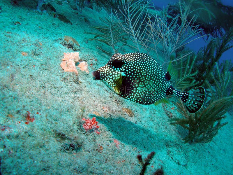 Smooth Trunkfish stock photo. Image of florida, coral - 5764178