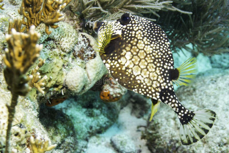 Smooth Trunkfish and Yellowhead Wrasse Stock Image - Image of pennekamp ...