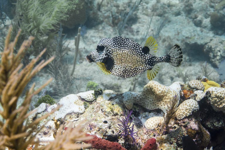 Smooth Trunkfish stock photo. Image of seascape, underwater - 94982322