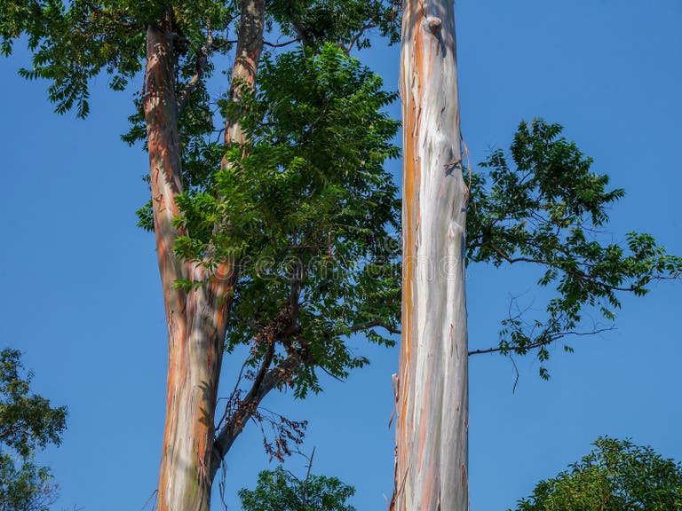 Trunks of Two Rainbow Eucalyptus Trees Stock Photo - Image of garden ...