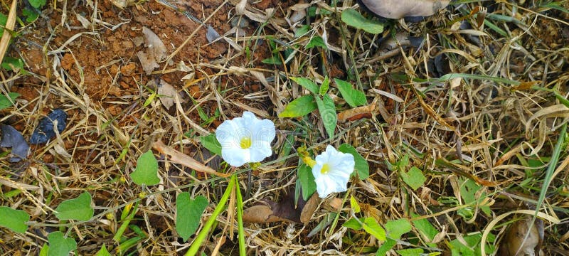 Smooth White Flower Part Five Stock Photo - Image of smooth, flower ...
